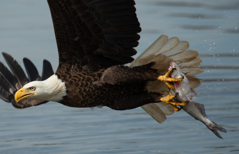 Eagles and Catfish in the Chesapeake Bay - The Center for Conservation ...