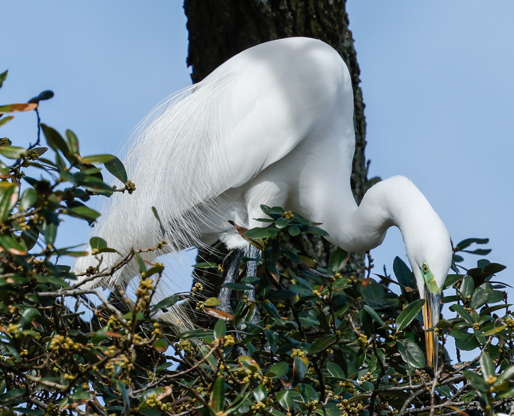The Egret Wars - The Center for Conservation Biology