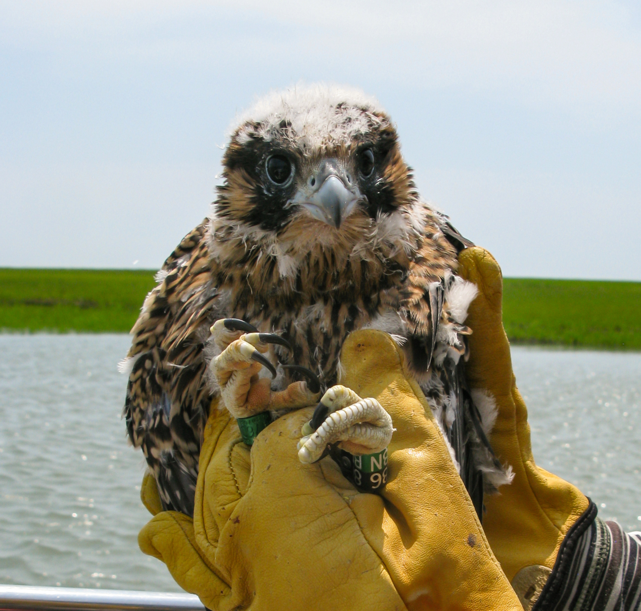 Peregrine falcon population continues to advance in Virginia - The ...