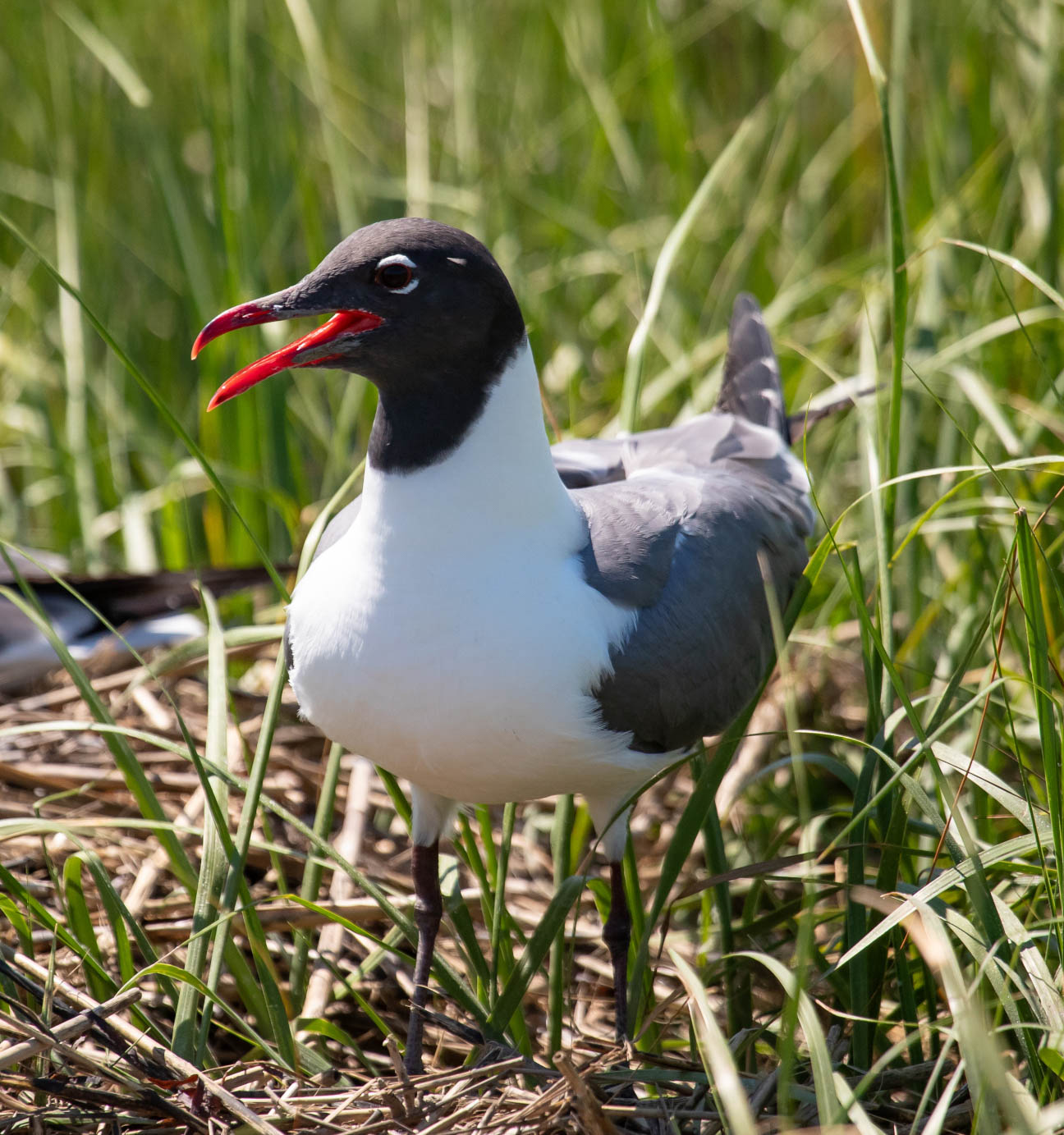 Laughing gulls continue to lose ground - The Center for Conservation ...