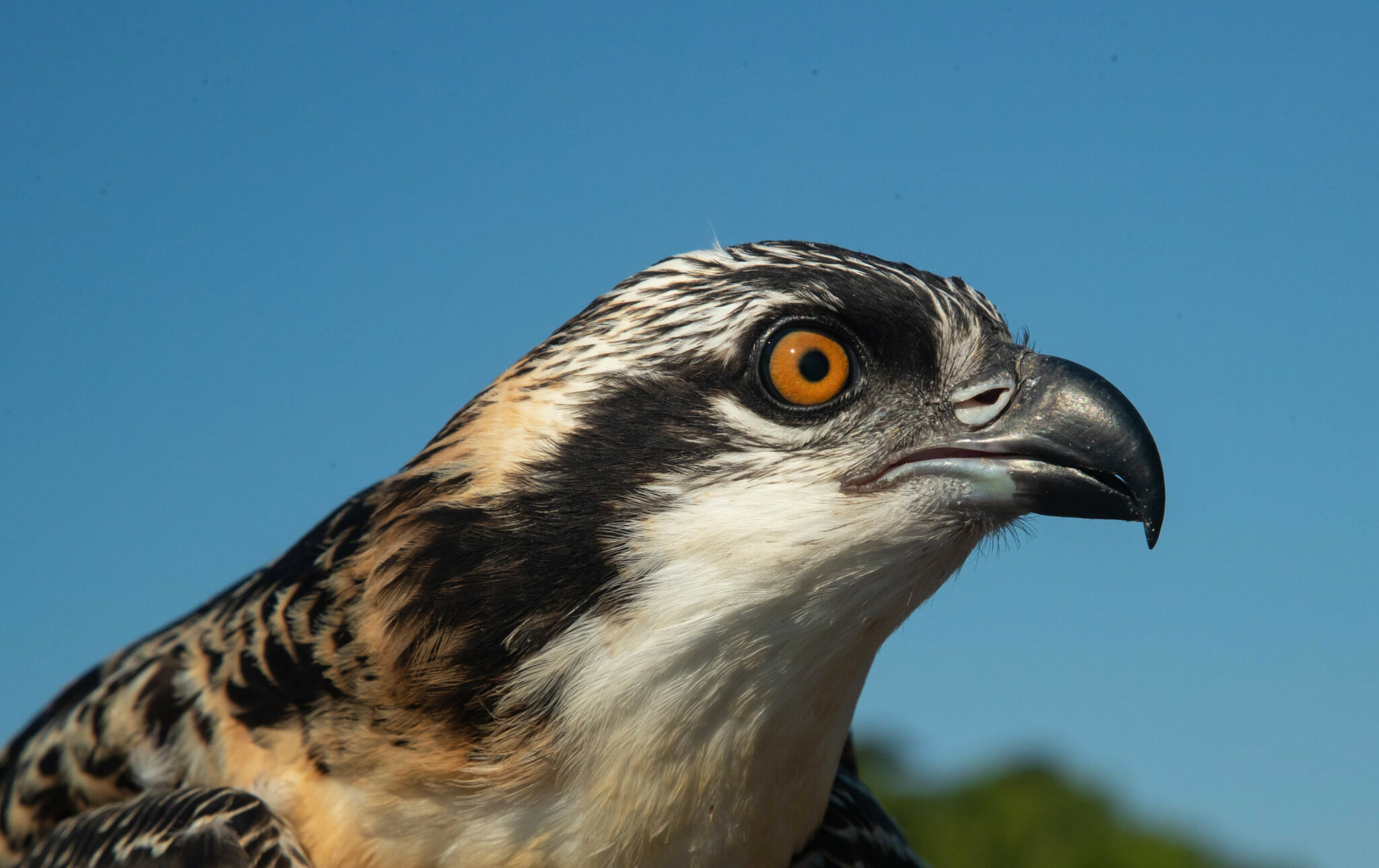 2025 Field Season to investigate osprey metapopulation dynamics in ...