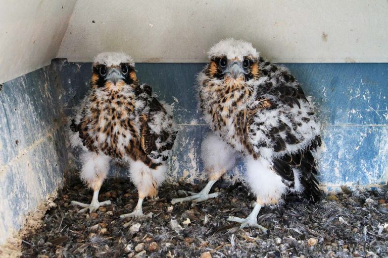 Managing the Peregrine Falcon Population in Virginia - The Center for ...