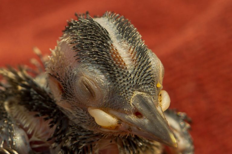 Banding Red-cockaded Woodpeckers on Piney Grove Preserve - The Center ...