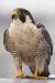 Managing the Peregrine Falcon Population in Virginia - The Center for ...
