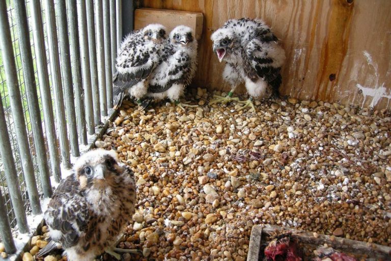 Managing the Peregrine Falcon Population in Virginia - The Center for ...