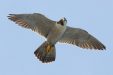 Managing the Peregrine Falcon Population in Virginia - The Center for ...