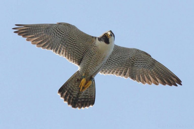 Managing the Peregrine Falcon Population in Virginia - The Center for ...