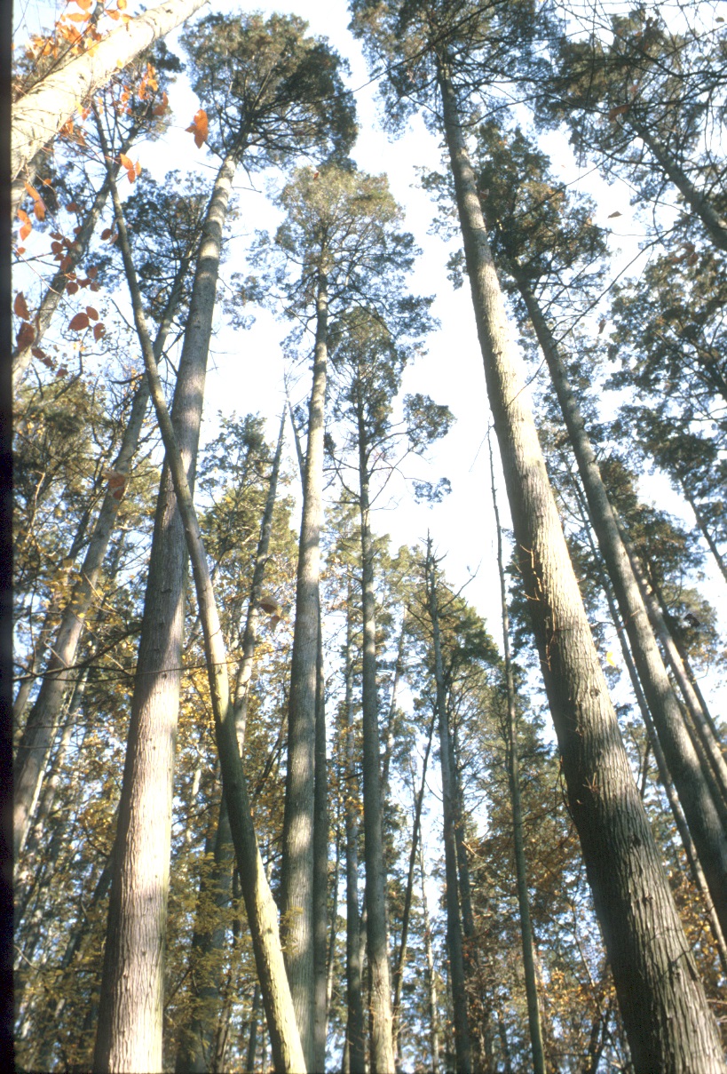 Where Wayne's Warblers Dwell - The Center for Conservation Biology