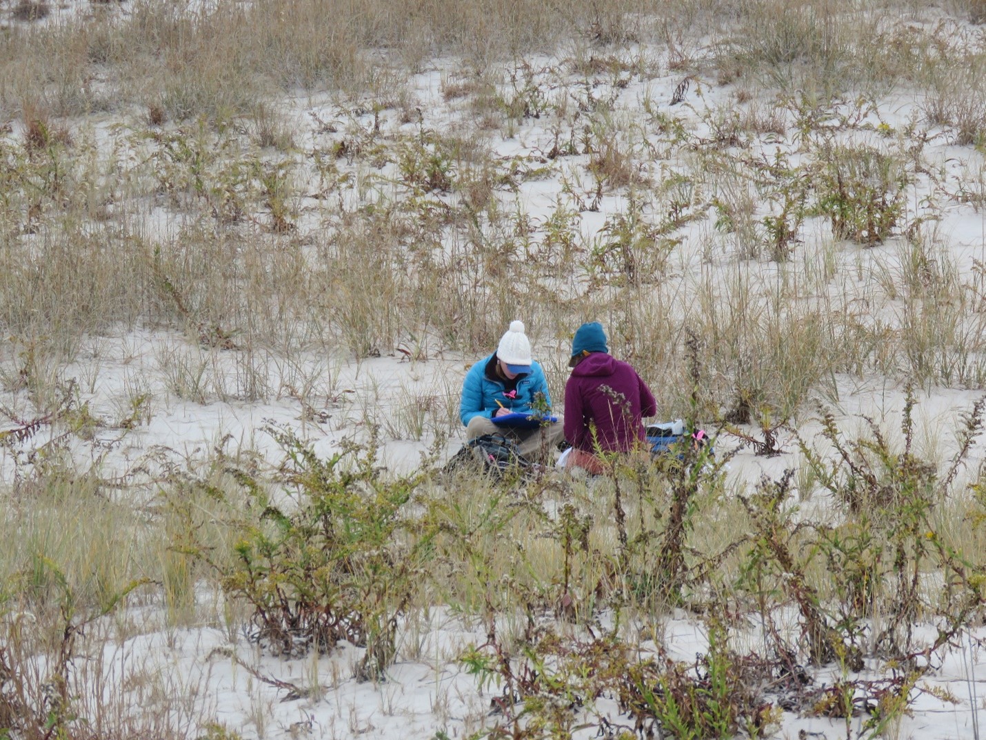 CCB and Ipswich Sparrow Winter Studies - The Center for Conservation ...