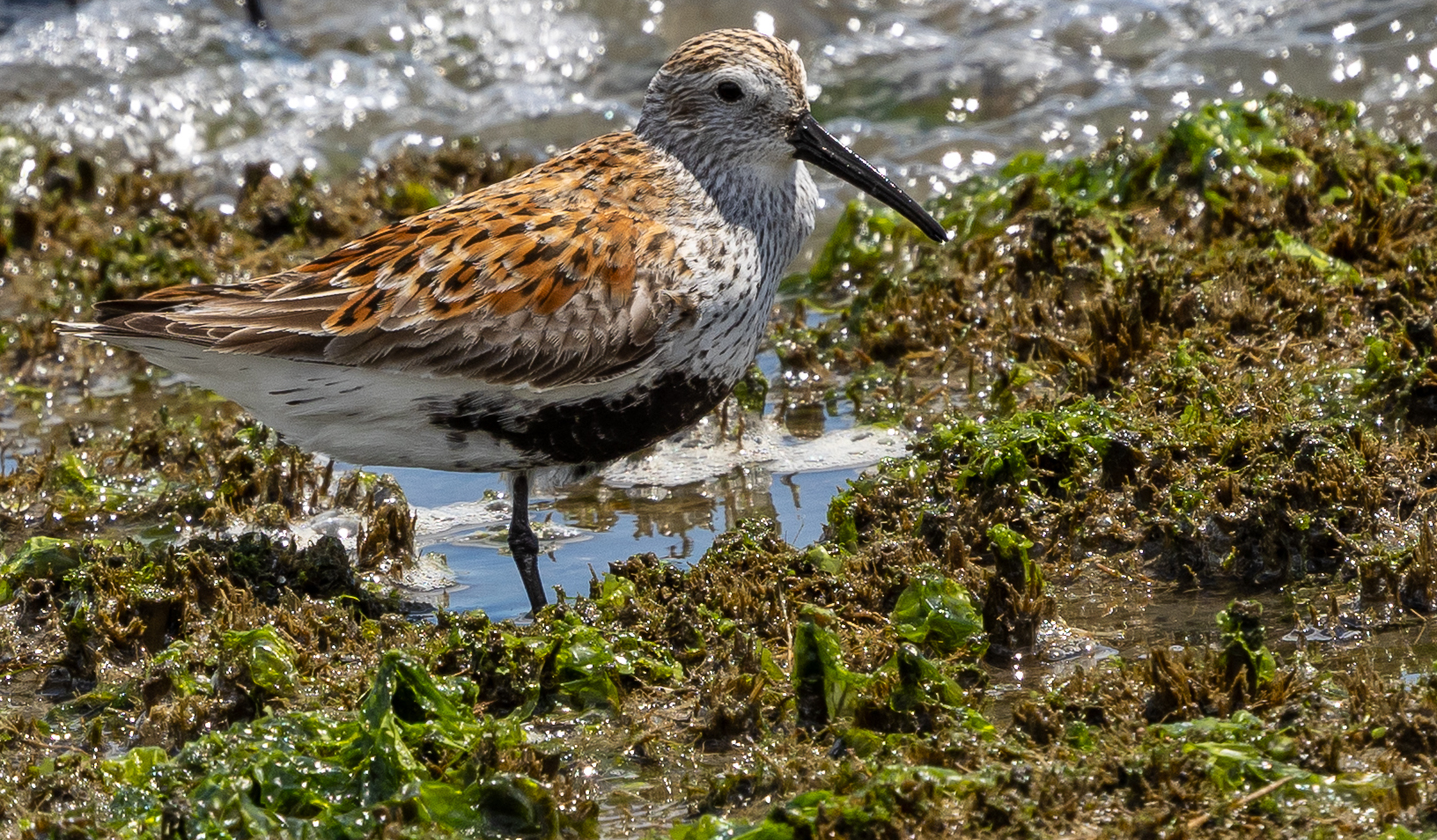 Playing the Long Game - The Center for Conservation Biology