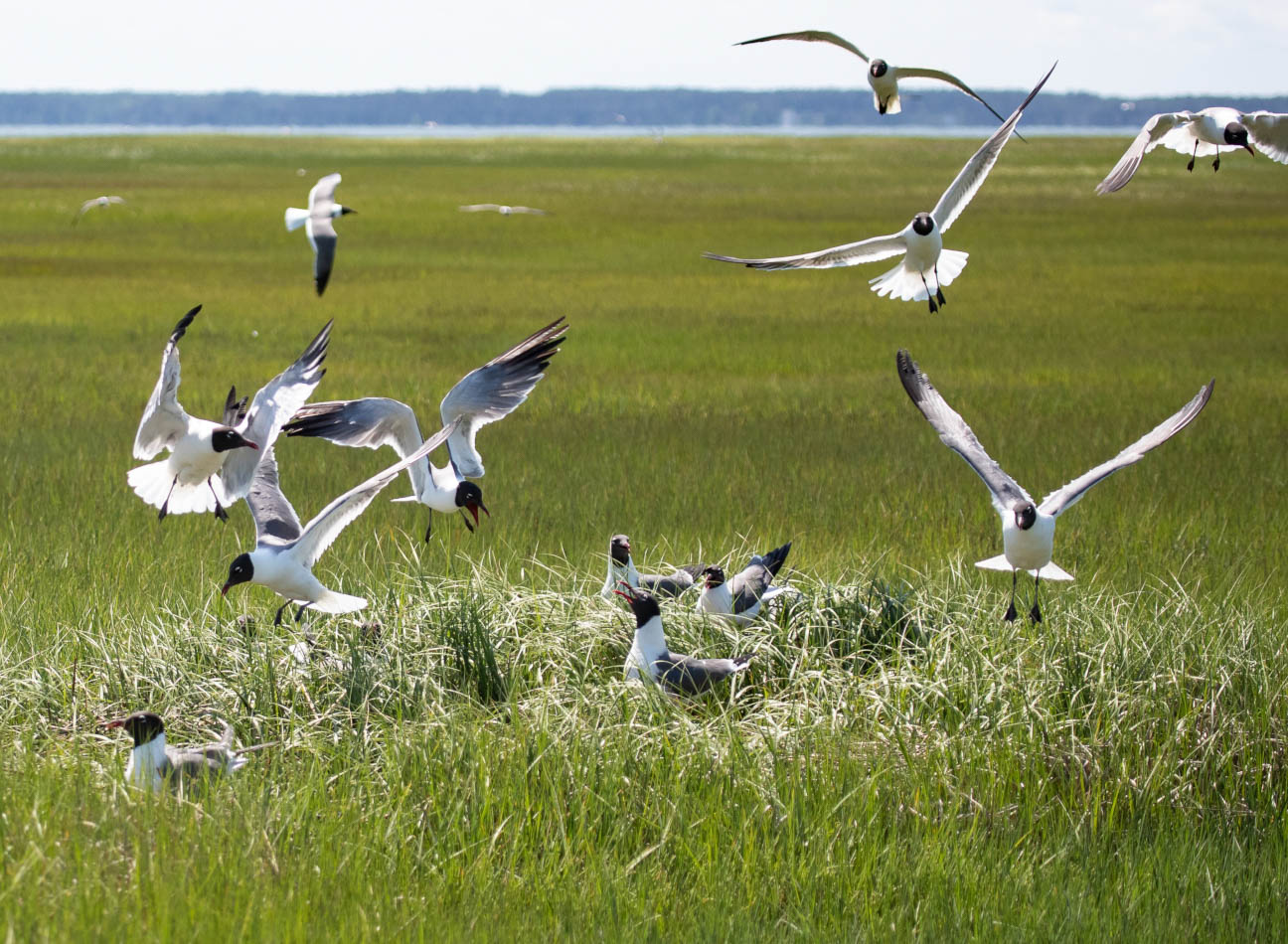Laughing gulls continue to lose ground - The Center for Conservation ...