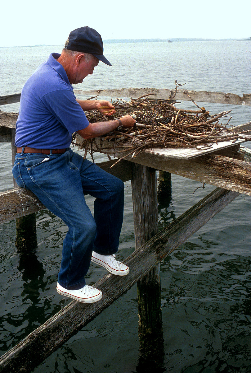 Four generations of W&M graduate students collaborate on osprey paper ...
