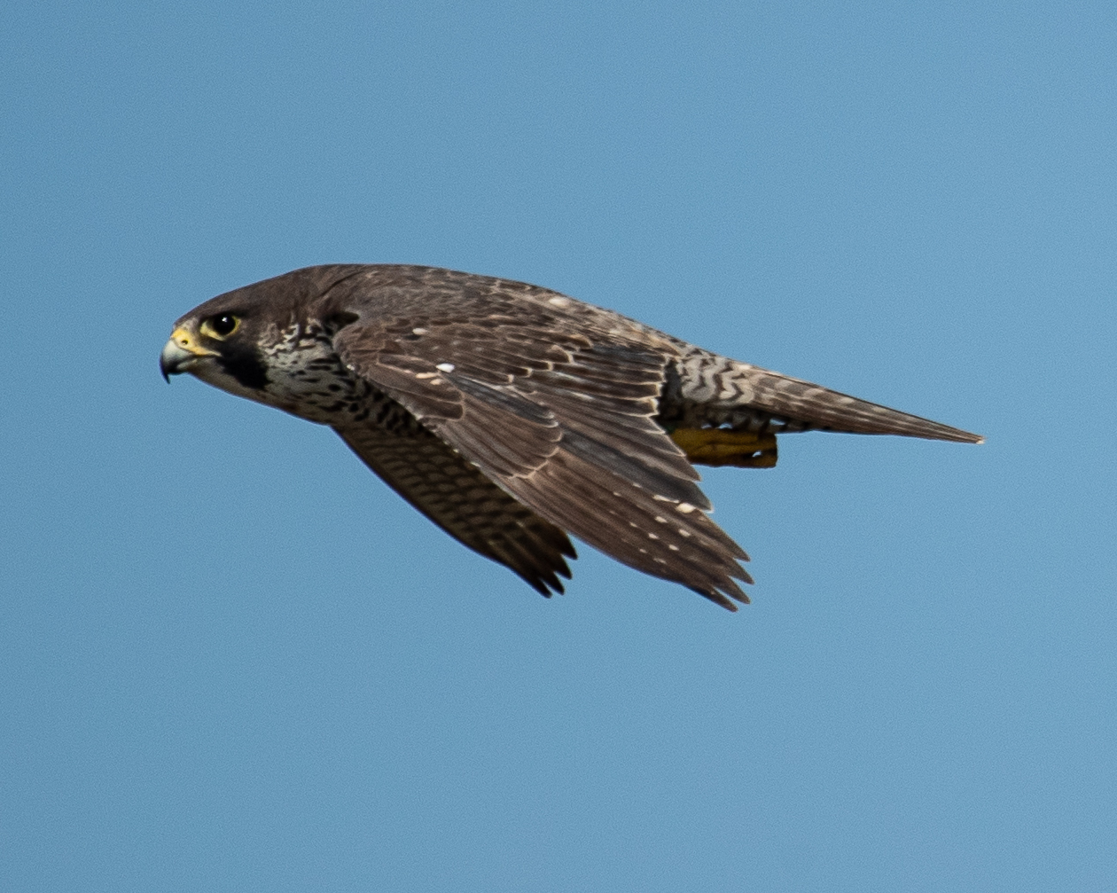 Adult turnover spikes in Virginia peregrines raising alarms about the ...