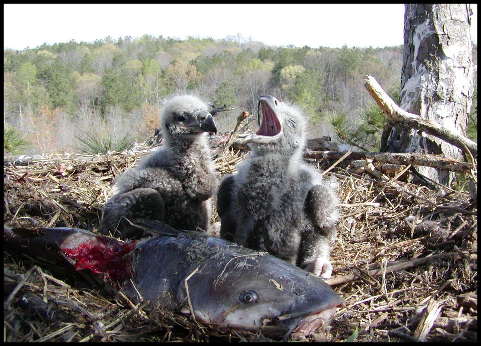 Eagles and Catfish in the Chesapeake Bay - The Center for Conservation ...