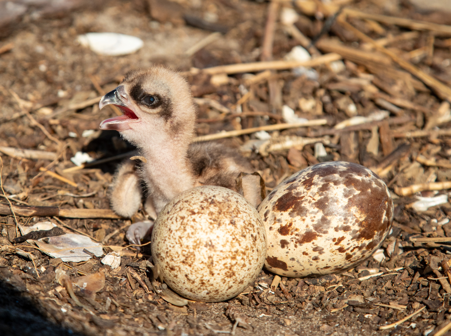 The 2024 Osprey Field Season - The Center for Conservation Biology