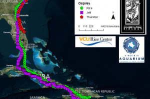 Meet Our 2013 Tracked Osprey! - The Center for Conservation Biology