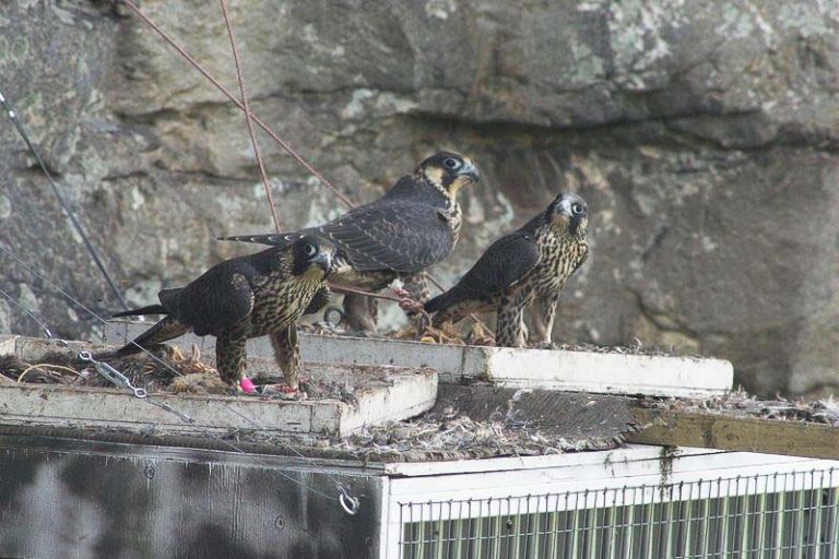 Managing the Peregrine Falcon Population in Virginia - The Center for ...