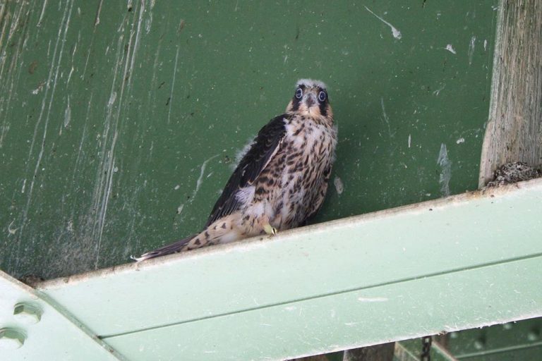 Managing the Peregrine Falcon Population in Virginia - The Center for ...