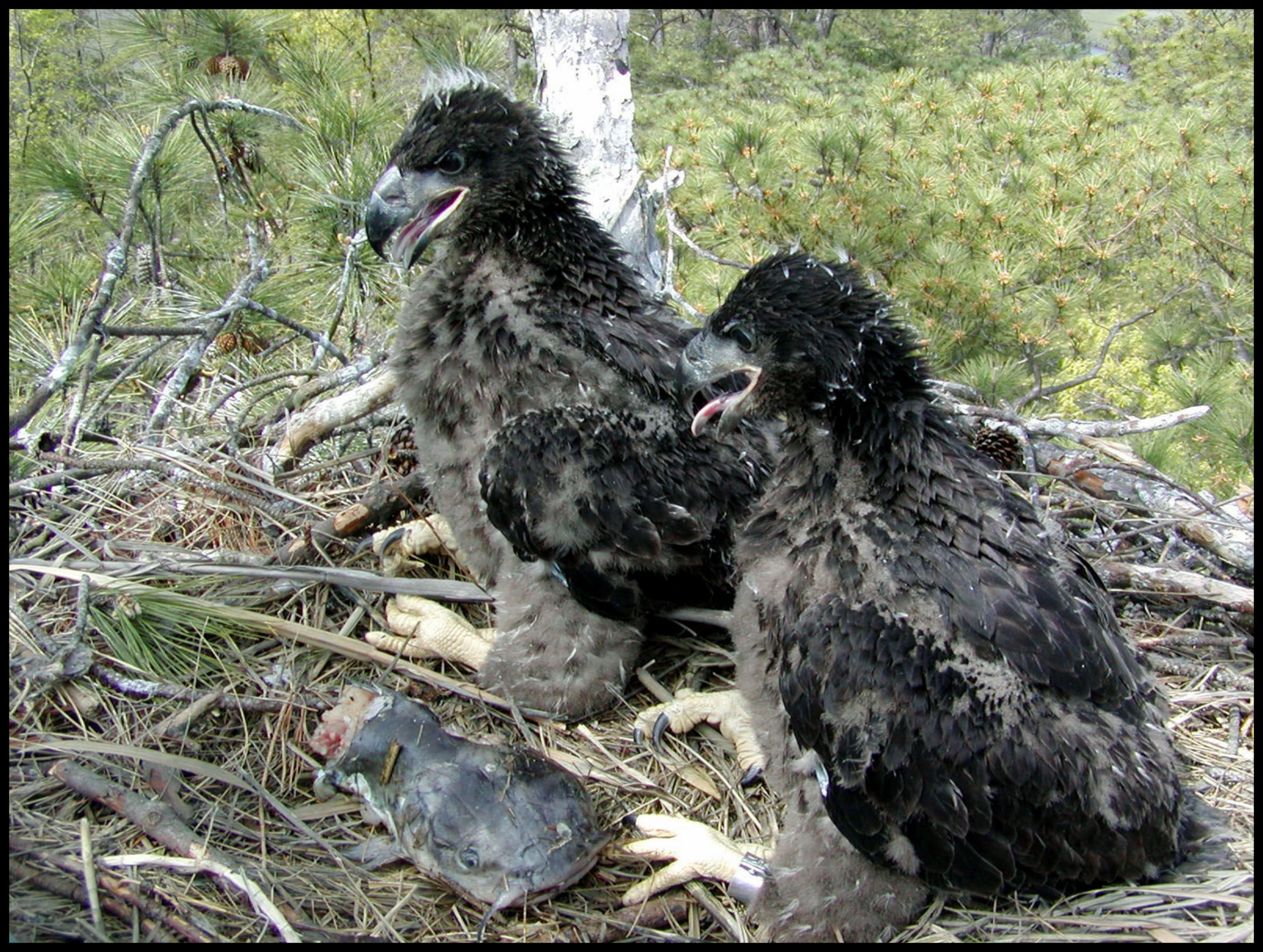 Eagles and Catfish in the Chesapeake Bay - The Center for Conservation ...