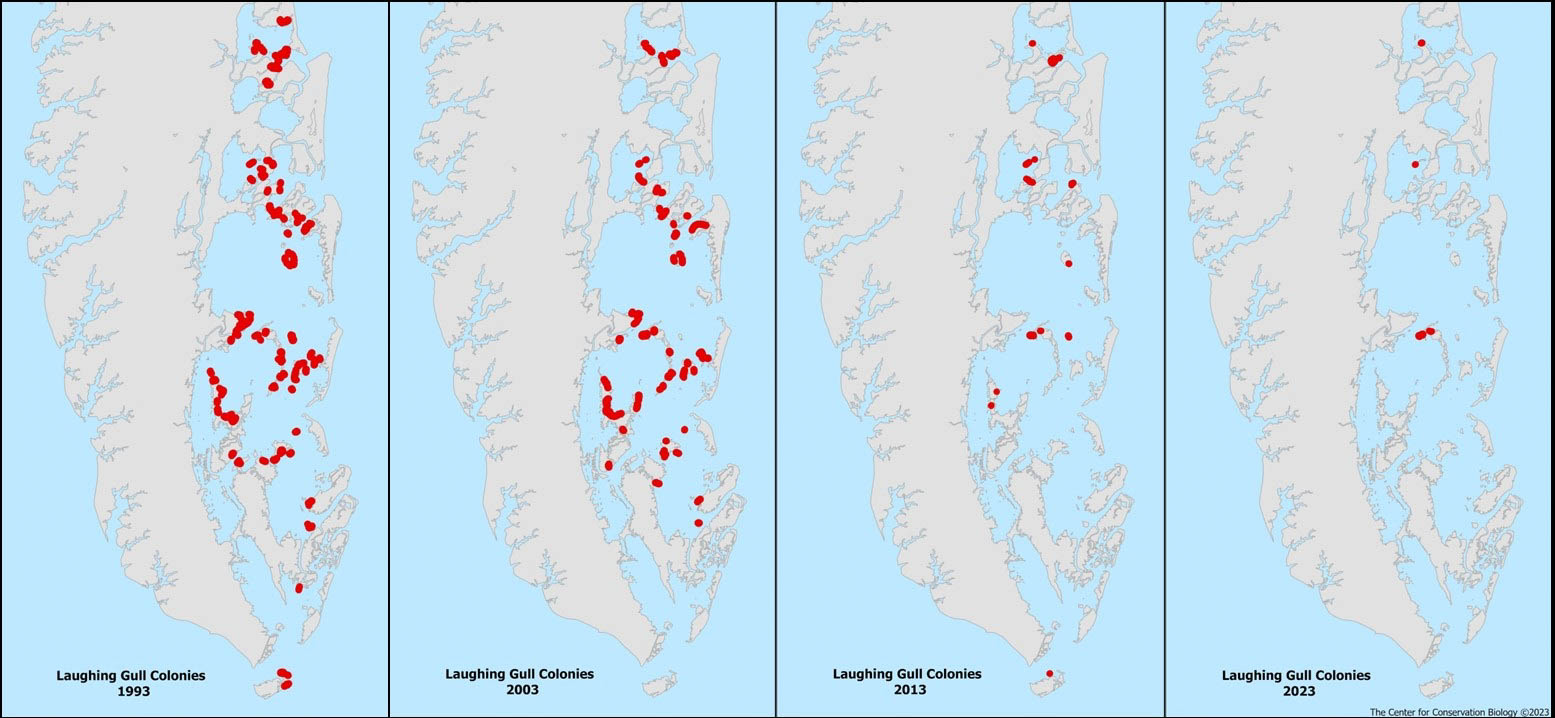 Laughing gulls continue to lose ground - The Center for Conservation ...