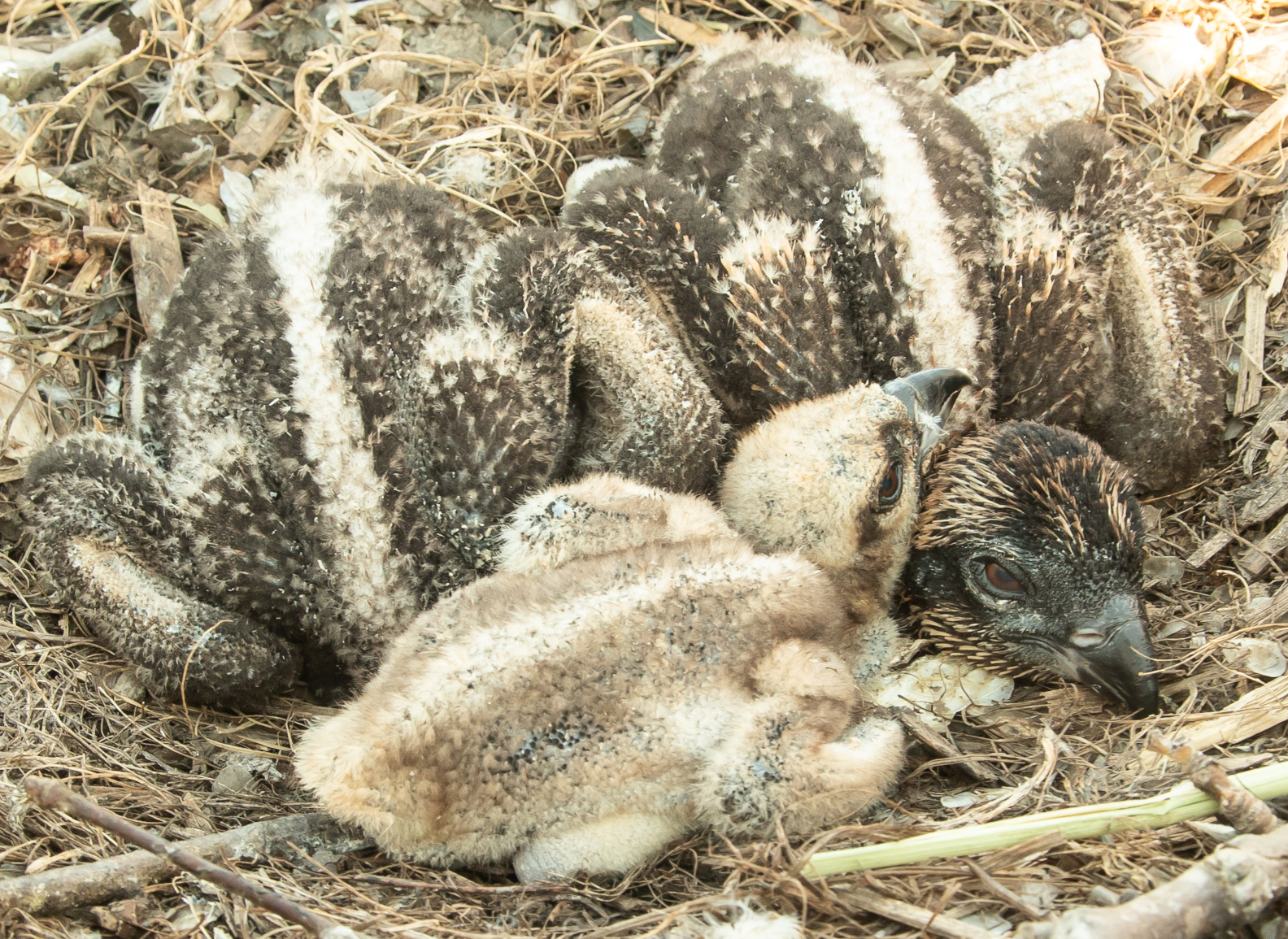 2025 Field Season to investigate osprey metapopulation dynamics in ...