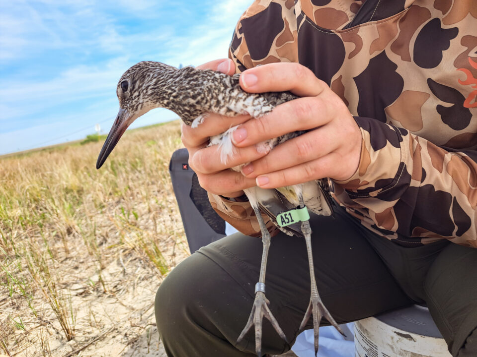 Deja vu all over again: Tracked eastern willet shot on Guadeloupe - The ...