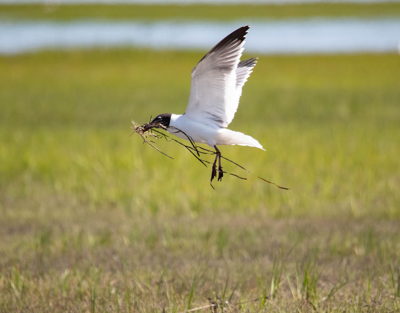 Laughing gulls continue to lose ground - The Center for Conservation ...