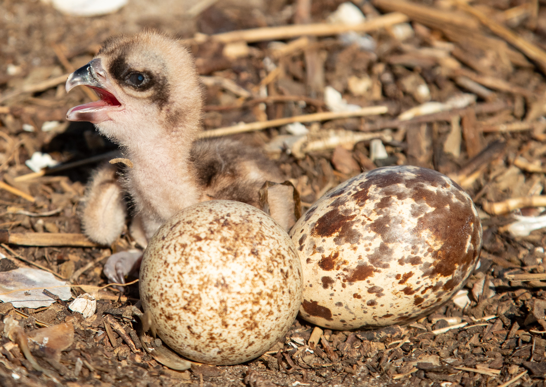 Playing the Long Game - The Center for Conservation Biology