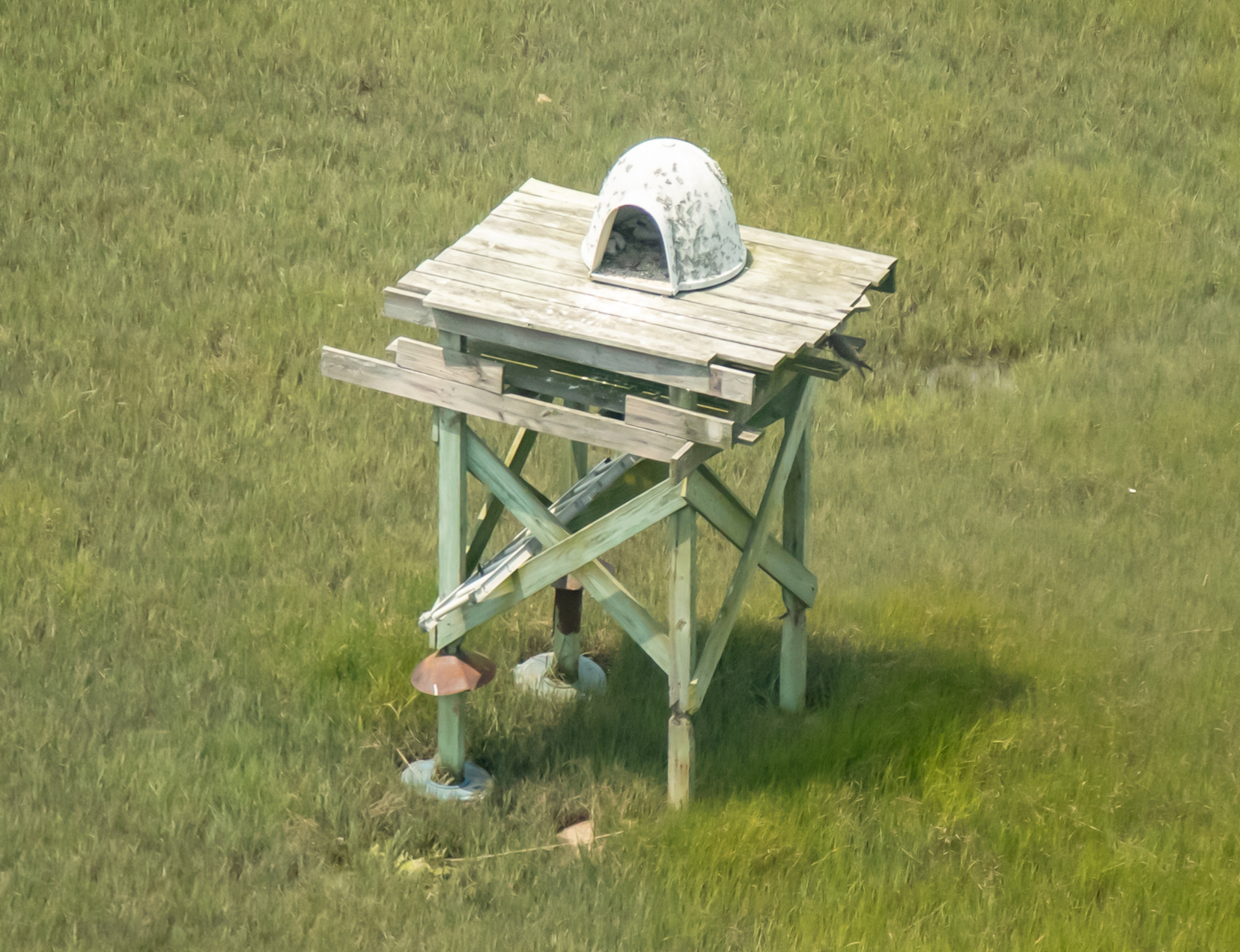 Peregrine falcon population continues to advance in Virginia - The ...