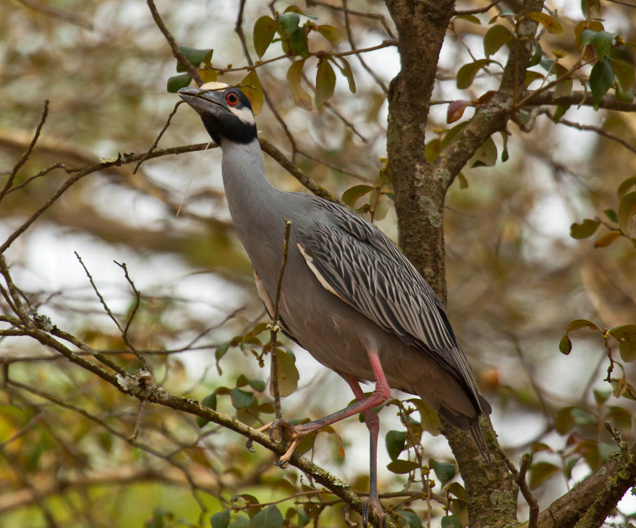 Yellow-crowned night-herons thrive along the Lafayette River - The ...
