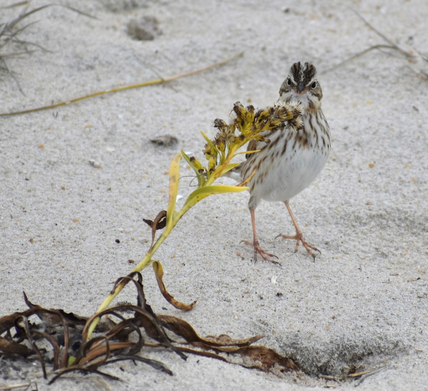 CCB and Ipswich Sparrow Winter Studies - The Center for Conservation ...