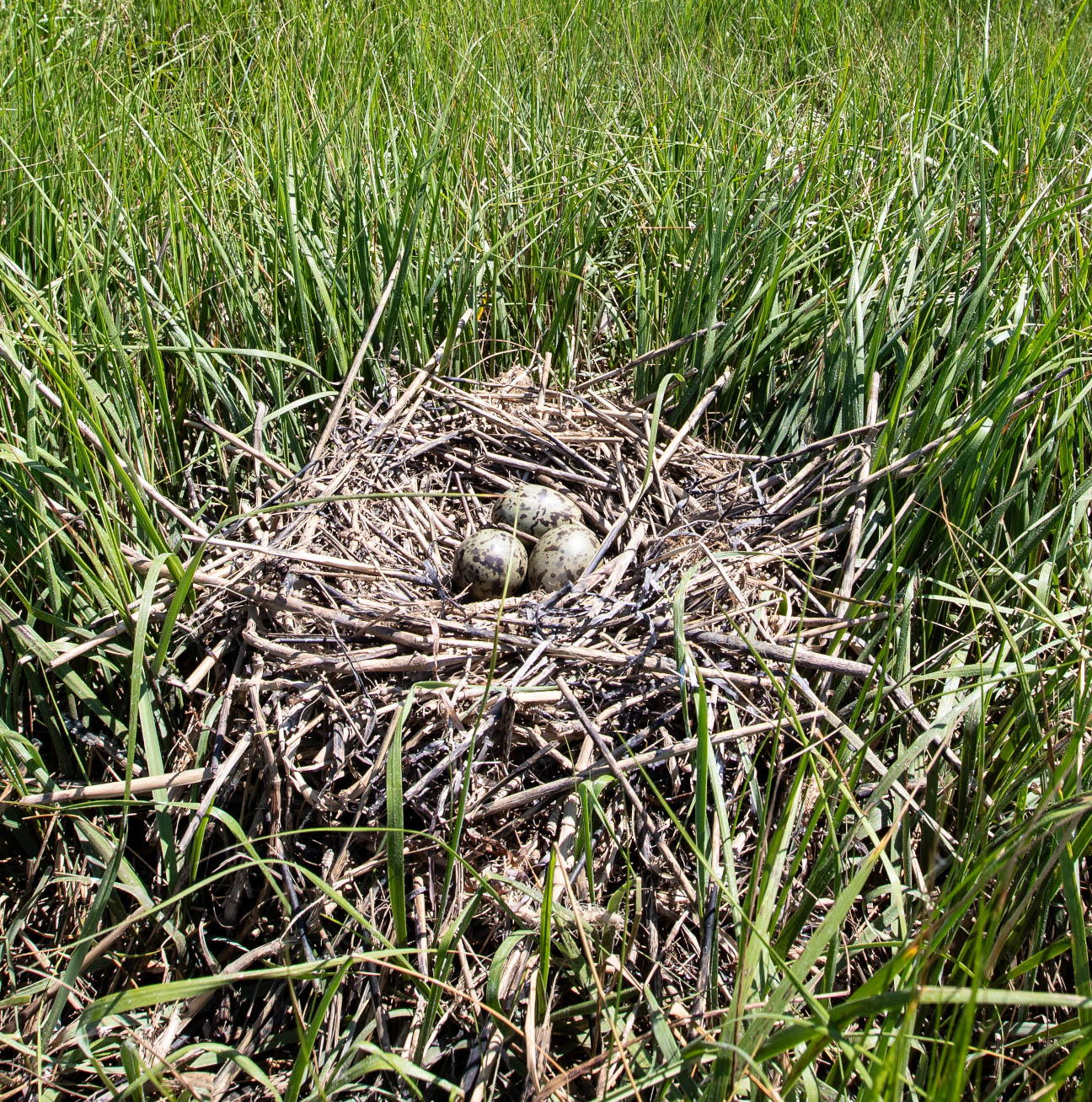 Laughing gulls continue to lose ground - The Center for Conservation ...
