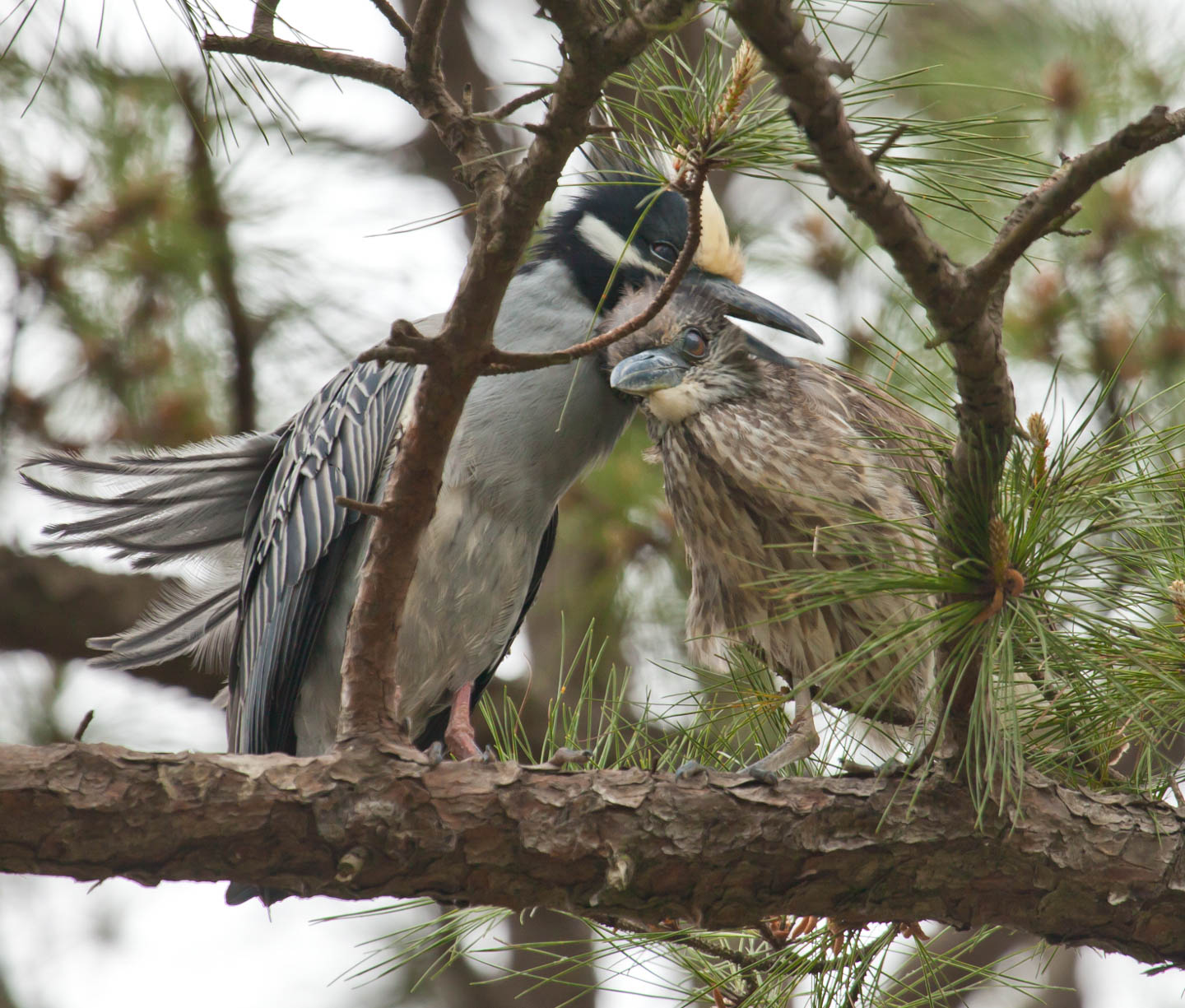 Yellow-crowned night-herons thrive along the Lafayette River - The ...