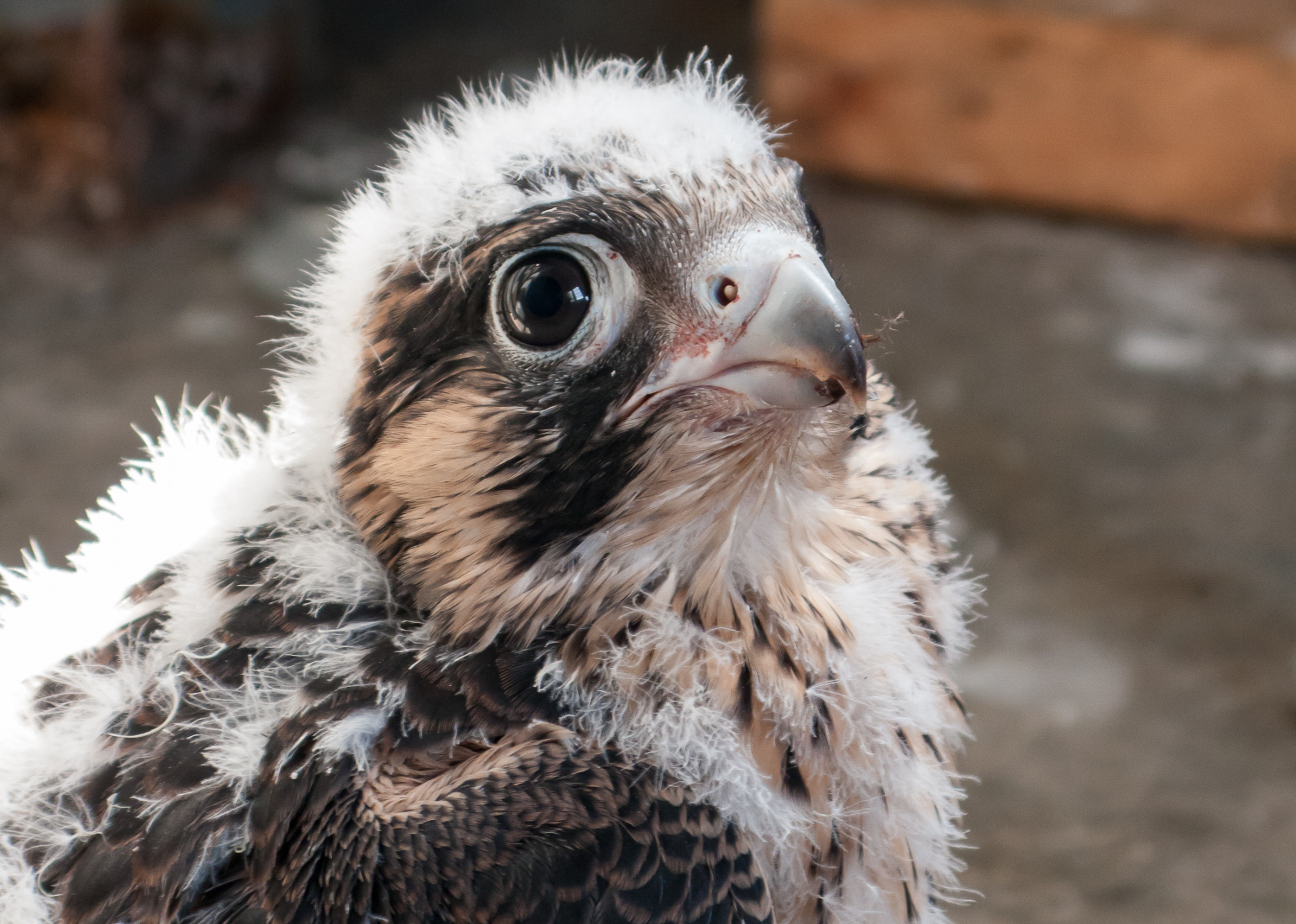 The Devil Bird’s Sister - The Center for Conservation Biology