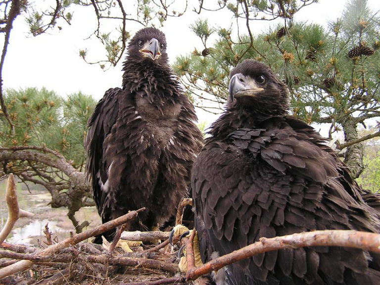 60 years of bald eagle nesting data for the James River - The Center ...