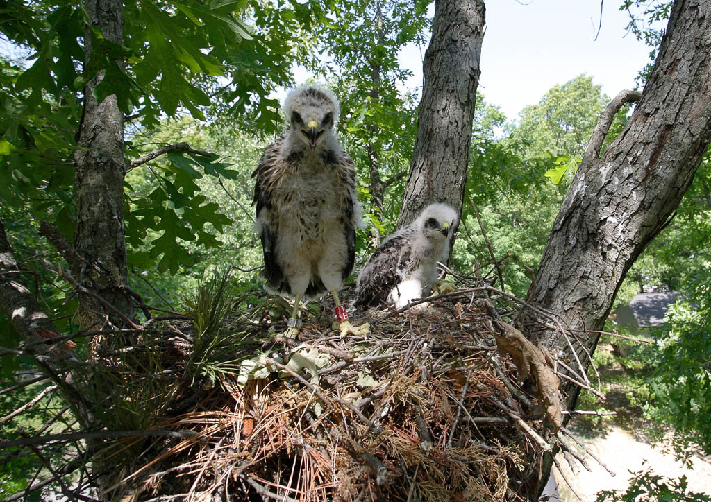 New Red-shouldered Hawk monitoring project - The Center for ...