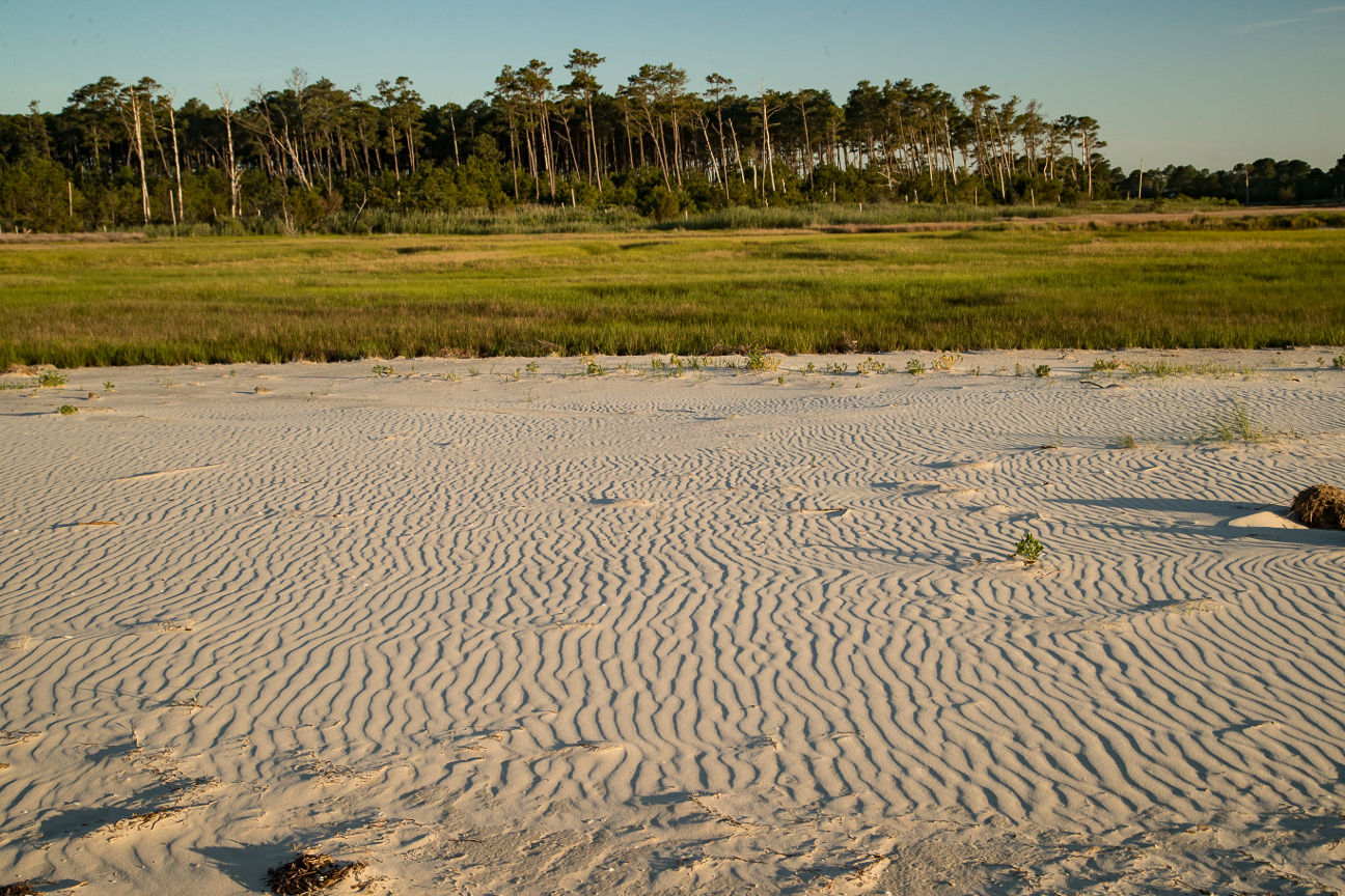 Coming Home - To the Marshes - The Center for Conservation Biology