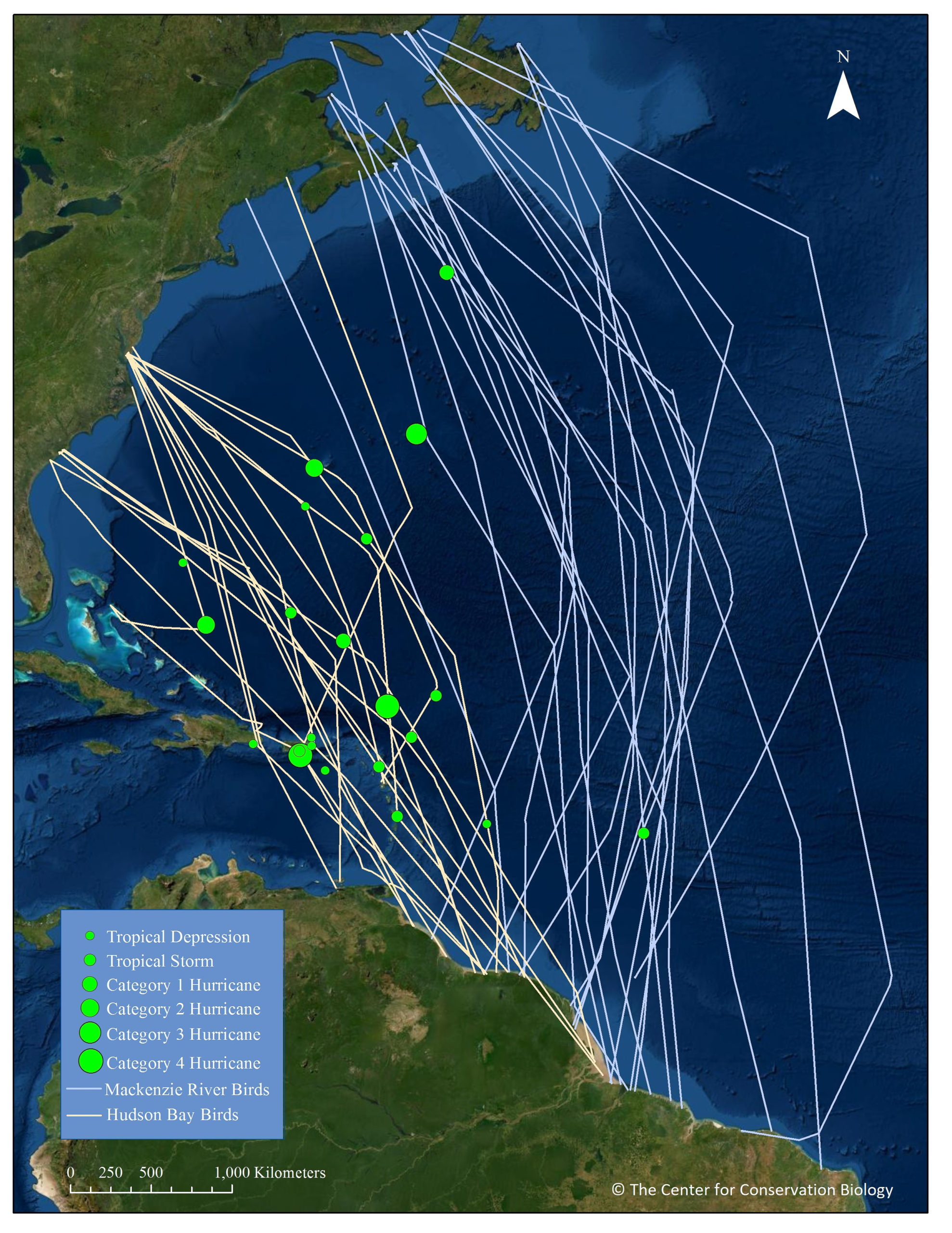 NEW PAPER: Whimbrel populations differ in trans-Atlantic pathways and ...