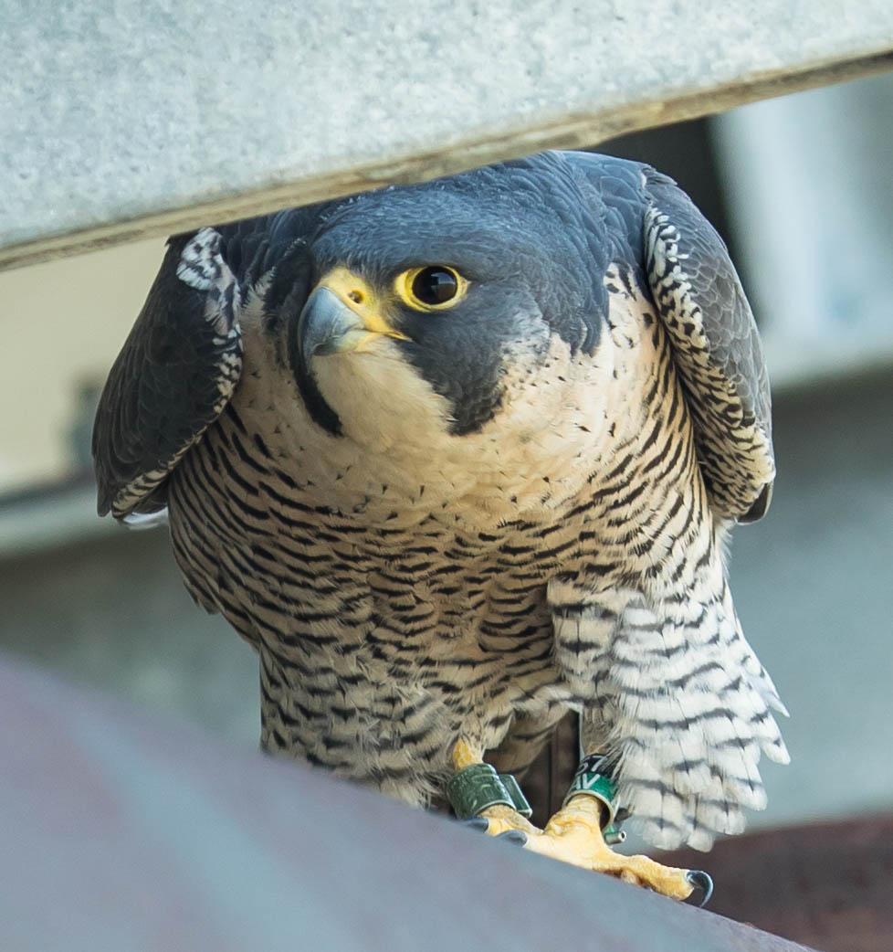 Virginia peregrines produce big in 2019 - The Center for Conservation ...