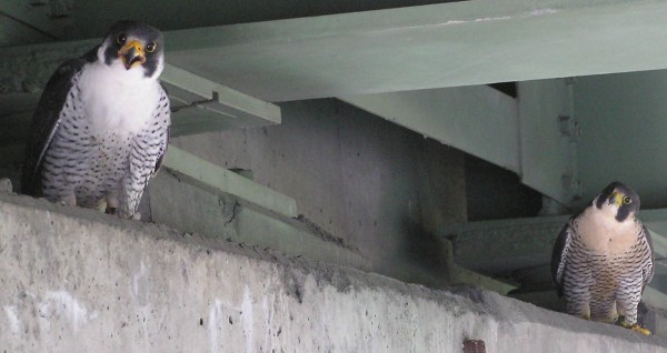Peregrine Falcon population continues to hold ground in Virginia - The ...