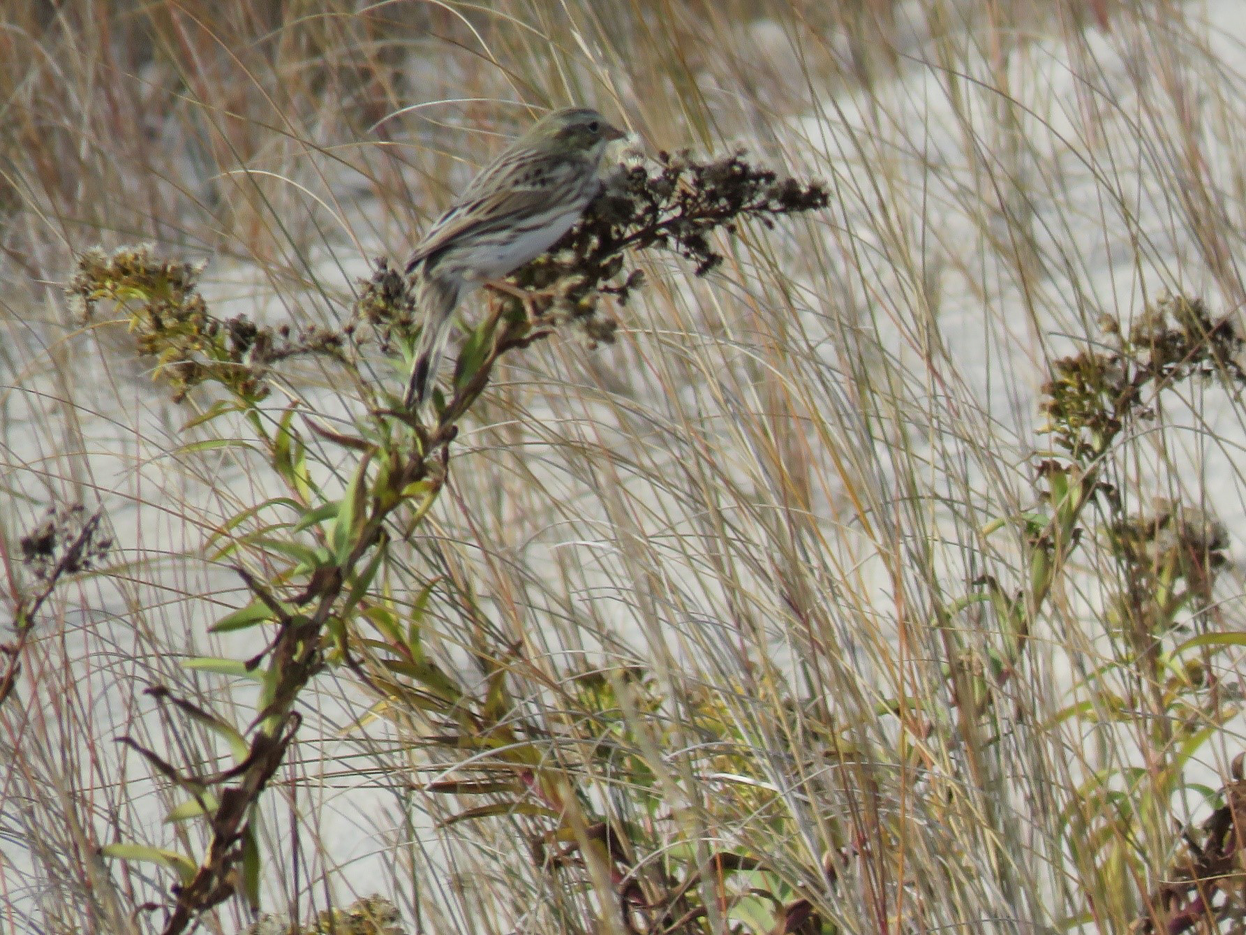 Tracking reveals sexual differences in Ipswich sparrow winter and ...