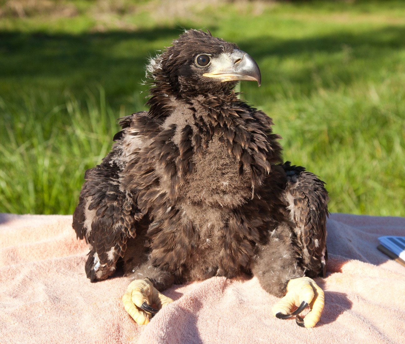 Clean blood for eaglets within lower Chesapeake Bay - The Center for ...