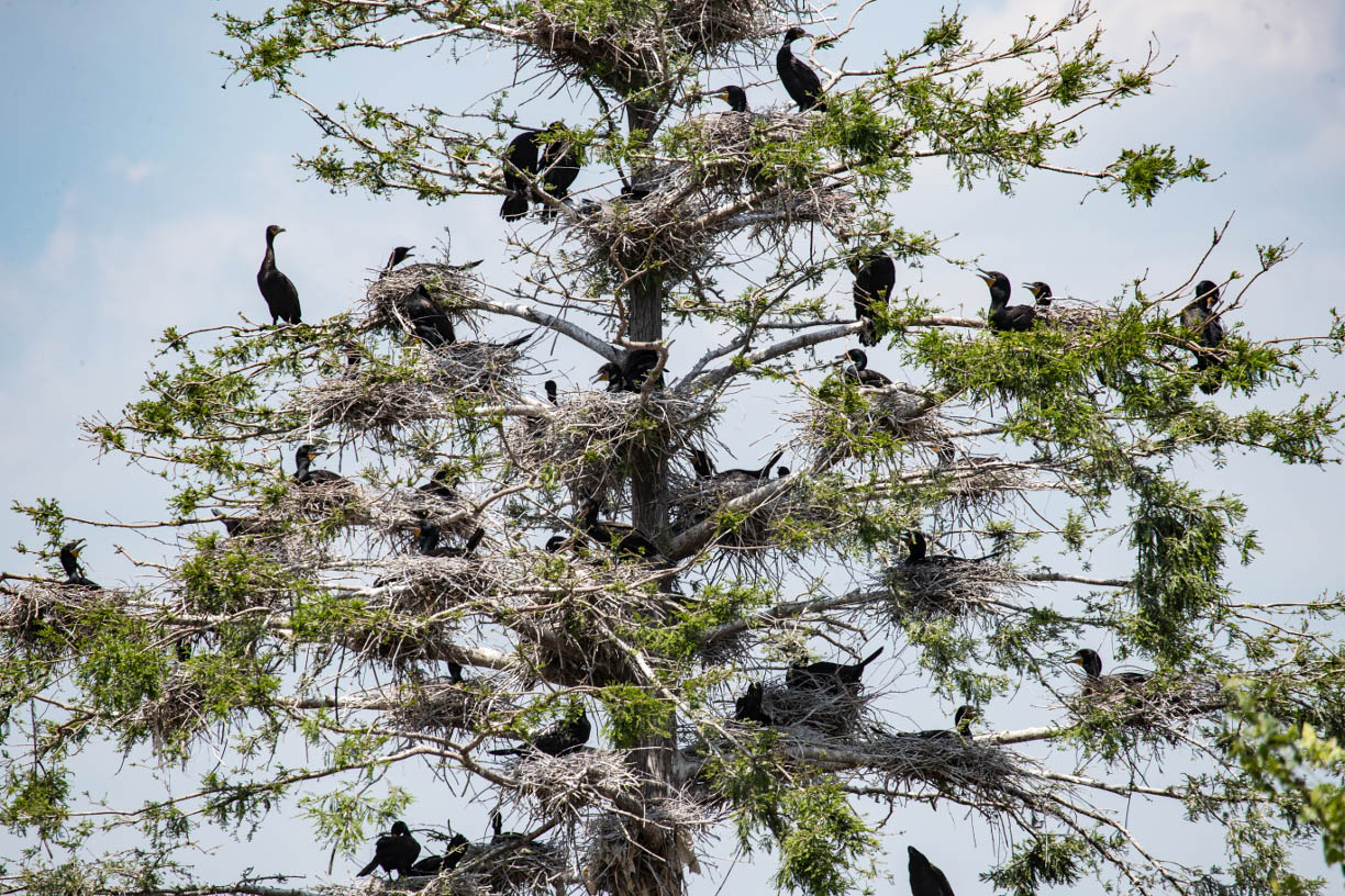 Social distancing in birds - The Center for Conservation Biology