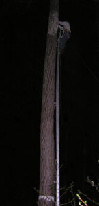 Success of red-cockaded woodpecker translocations in Virginia - The ...