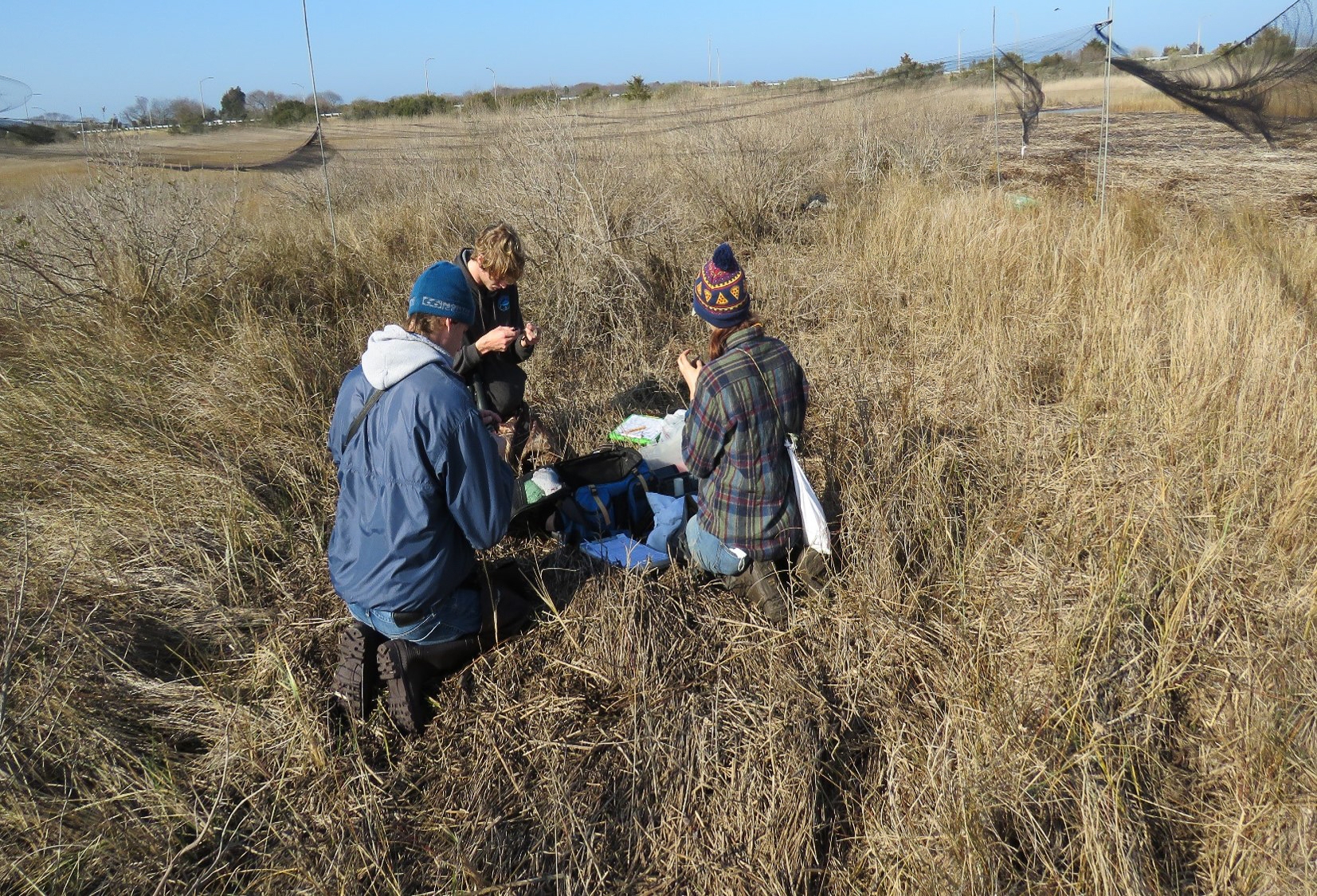 Saltmarsh Sparrows Surviving Virginia’s Winter Weather - The Center for ...
