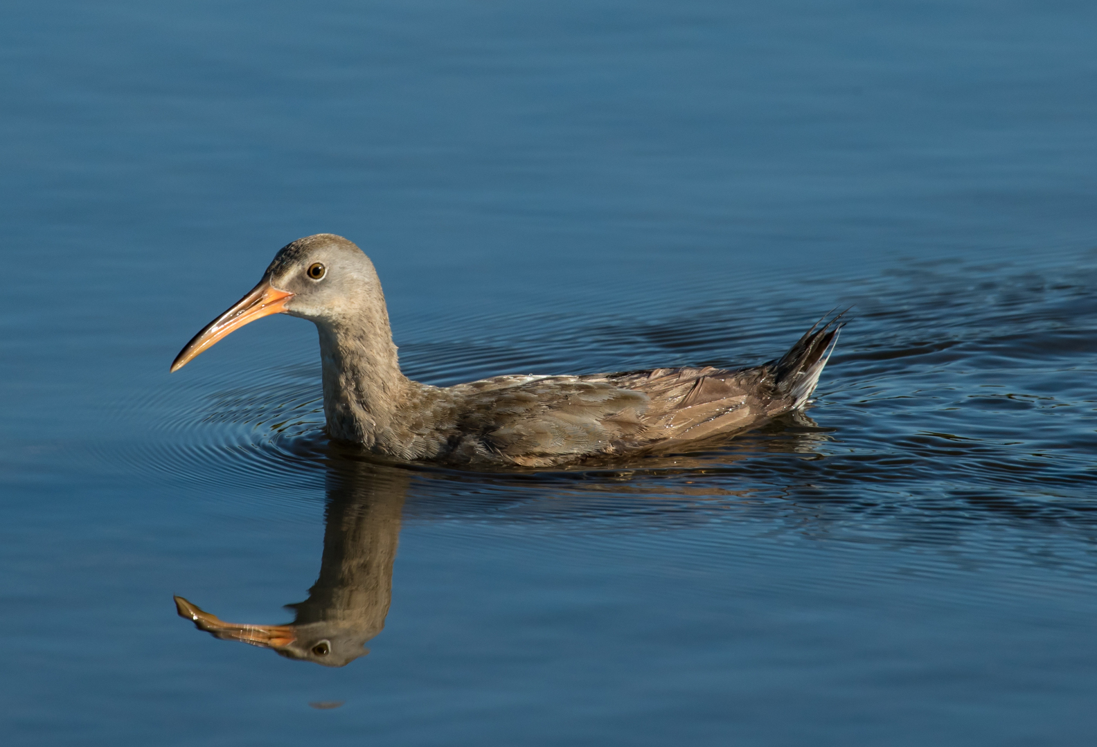 By Design - The Center for Conservation Biology