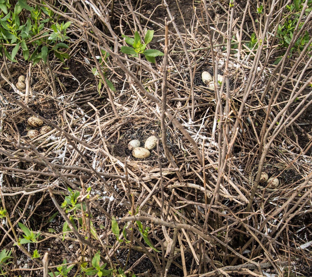 White ibis population explodes in Virginia - The Center for ...