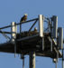 Platform use by nesting eagles - The Center for Conservation Biology