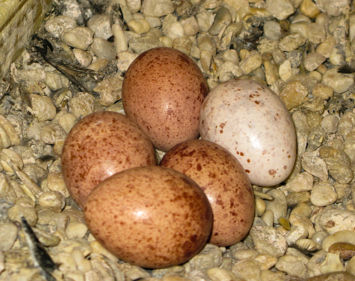 Peregrine Clutches - The Center for Conservation Biology