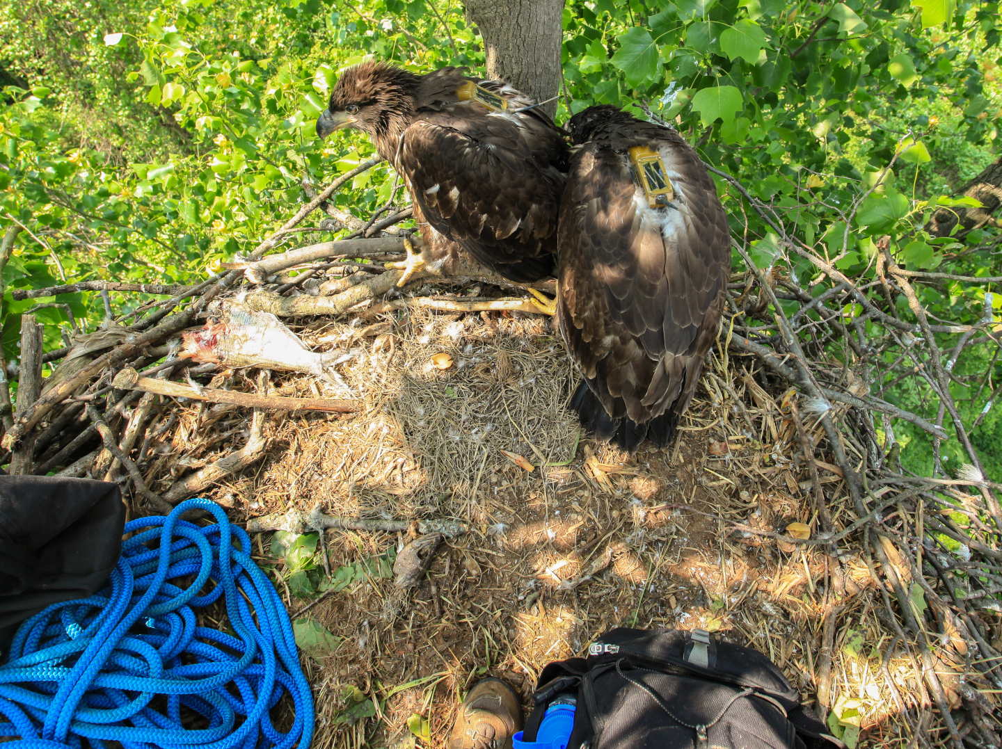 Lower Susquehanna Eagles - The Center for Conservation Biology